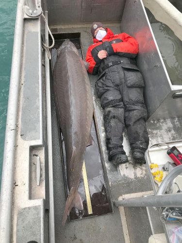 Century-old sturgeon caught in Detroit River | News, Sports, Jobs - The ...